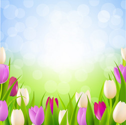Card with white and yellow tulips Royalty Free Vector Image