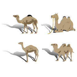 Camel Vector Images (over 18,000)