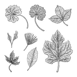 Types of leaf outline leaves different Royalty Free Vector