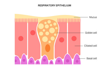 Goblet Cell Diagram