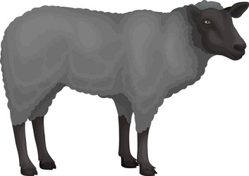 Flat icon of young dorper sheep farm Royalty Free Vector