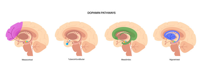 Dopamine Pathway in the Brain Royalty Free Vector Image
