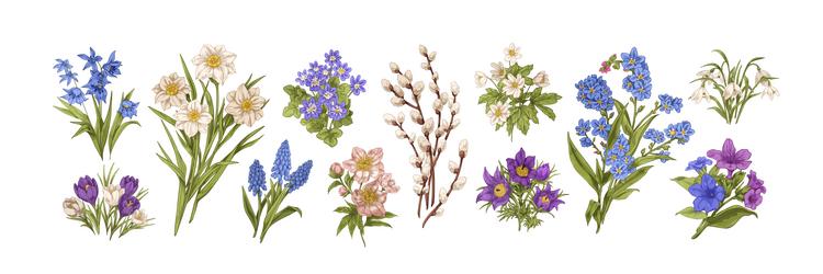 Hepatica flower vintage botanical drawing Vector Image