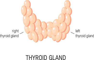 Human Thyroid Anatomy Diagram Royalty Free Vector Image