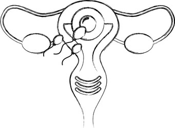 Female reproductive system for coloring page Vector Image