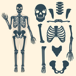 Human Skeleton Anatomy Diagram Royalty Free Vector Image