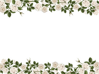Square border of white roses Royalty Free Vector Image