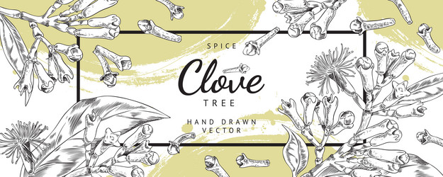 Clove spices banner or label design with circle Vector Image