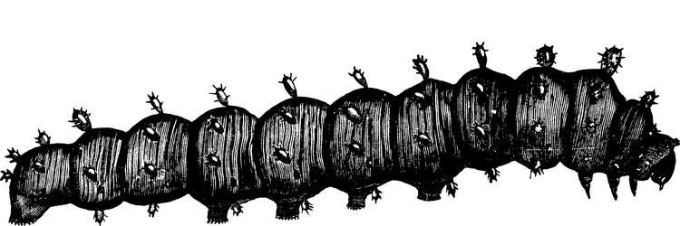 Larva Vector Images (over 4,700)