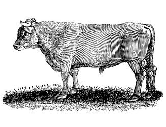 Cow Vector Images (over 110,000)