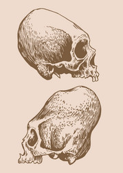 Graphical set of skeletons and human skulls Vector Image