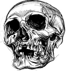 Skull drawing line work Royalty Free Vector Image