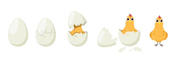 Cute chick hatching set Royalty Free Vector Image