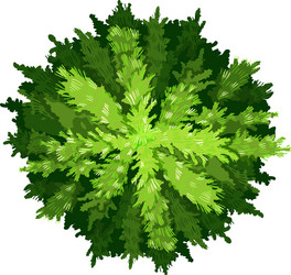 Pine tree Royalty Free Vector Image - VectorStock