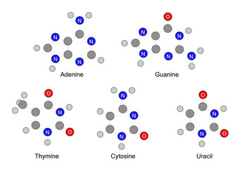Thymine Lewis Structure