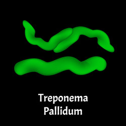 Syphilis spirochaete treponema gonococcus Vector Image