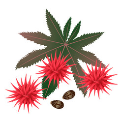 Castor Seed Vector Images (over 100)