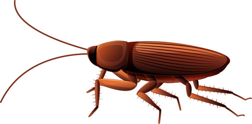 Cute cockroach cartoon on white background Vector Image