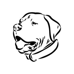 Hand drawn sketch of american bully graphical dog Vector Image