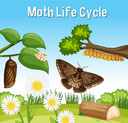 Moth Life Cycle - Complete Stages Royalty Free Vector Image