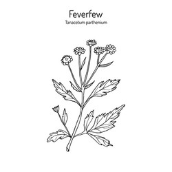 Drawing castor plant Royalty Free Vector Image