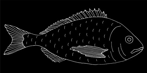 Beautiful fish dorado hand drawing set Royalty Free Vector