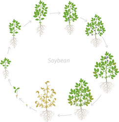 Growth stages bean plant with roots Royalty Free Vector