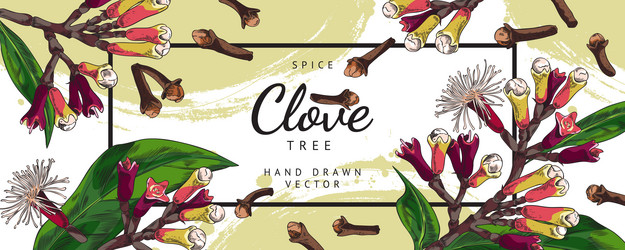 Clove Vector Images (over 8,400)