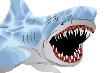 Graphic design with great white shark Royalty Free Vector