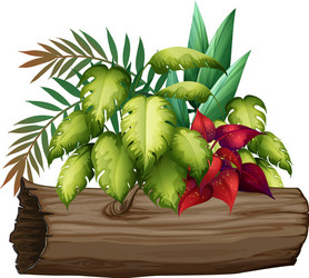 Cartoon Ferns Vector Images (over 2,400)