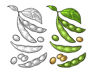 Soya Plant Drawing Vector Images (over 190)