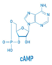 Cyclic adenosine monophosphate or camp molecule Vector Image