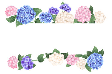 Horizontal colorful hydrangea template design Vector Image