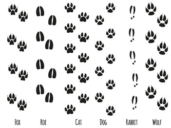 Cat feet tracks animals paws and sillhouetts Vector Image
