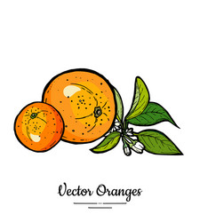 Mandarin Oranges Vector Images (over 6,900)