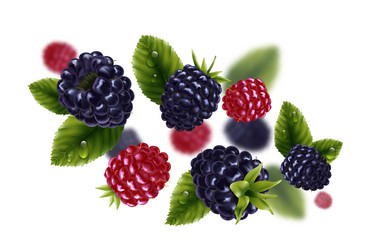 Realistic blueberries Royalty Free Vector Image