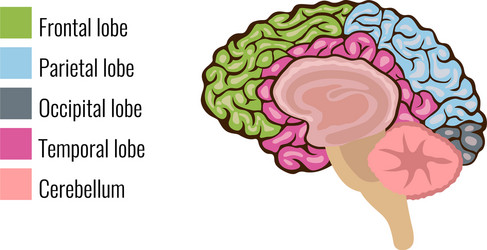 Anatomy of brain composition Royalty Free Vector Image