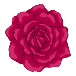 Red rose cartoon style on white background Vector Image