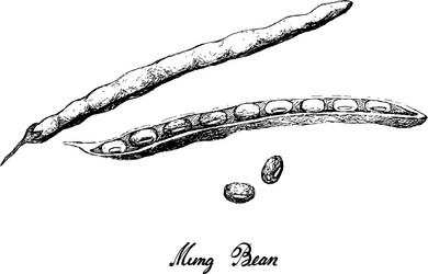 Mung Beans Vector Images (over 380)