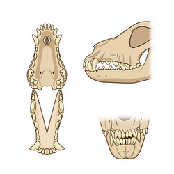 Veterinary teeth of the dog Royalty Free Vector Image