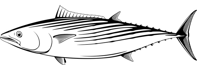 Bonito Fish Vector Images (97)