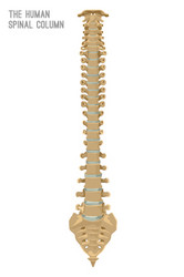 Cartoon spine character healthy human vertebra Vector Image