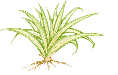 Pandanus Vector Images (over 100)