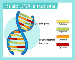 Dna Cartoon Vector Images (over 5,500)