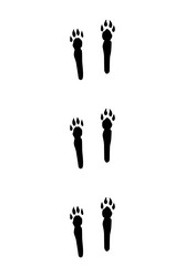 Rabbit Tracks Vector Images (over 880)