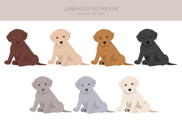 Labrador retriever dogs in different poses Vector Image