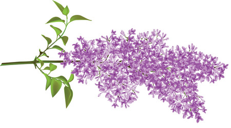 Lilac Vector Images (over 32,000)