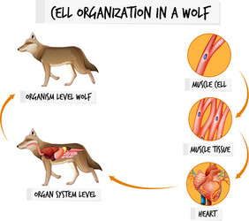 Diagram showing cell organization in a wolf Vector Image