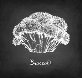 Detailed Ink Broccoli Sketch Royalty Free Vector Image