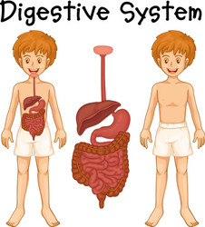 Little boy and digestive system Royalty Free Vector Image